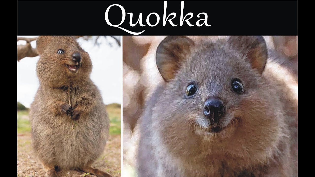 Close up of Quokka - YouTube