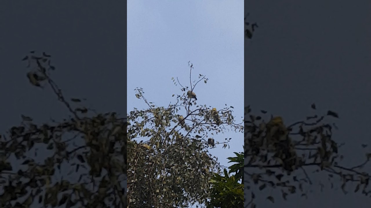 Haaril bird in bhori tinsel village - YouTube
