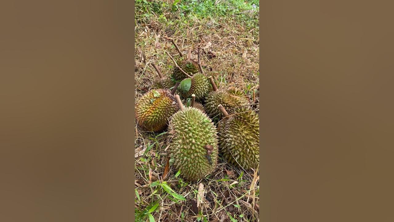Nungguin durian jatuh malah Menghayal melebihi batas zaman gara2 notif dari kuata three #2025 # ...