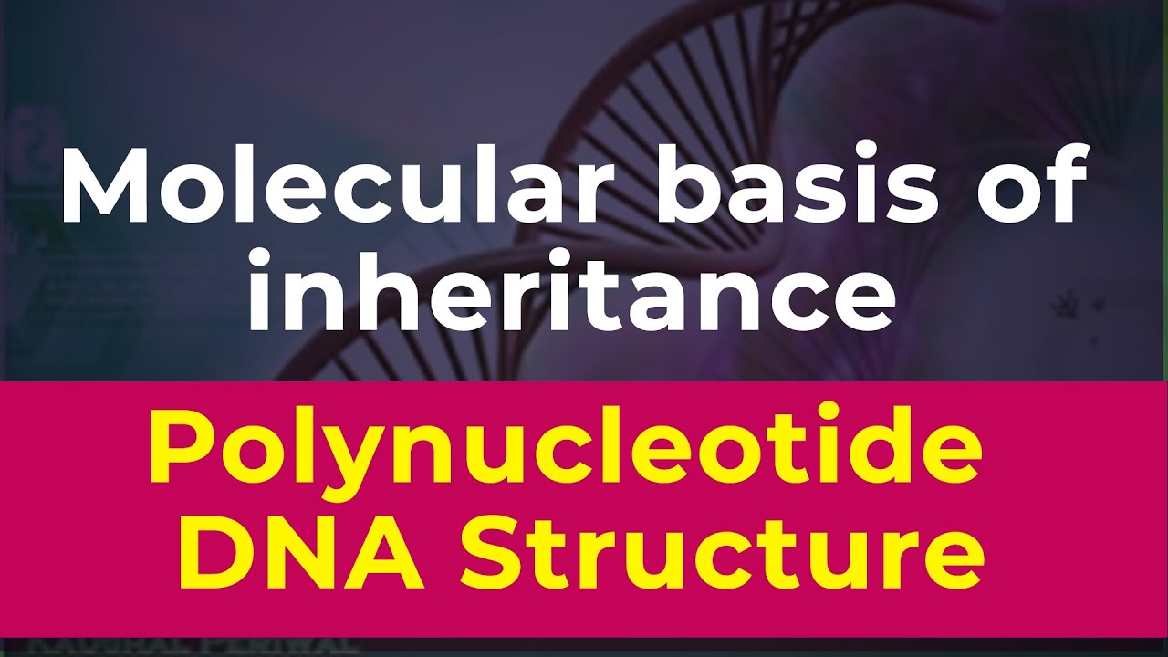 Class 12th Biology, Molecular Basis of inheritance - Polynucleotide DNA ...