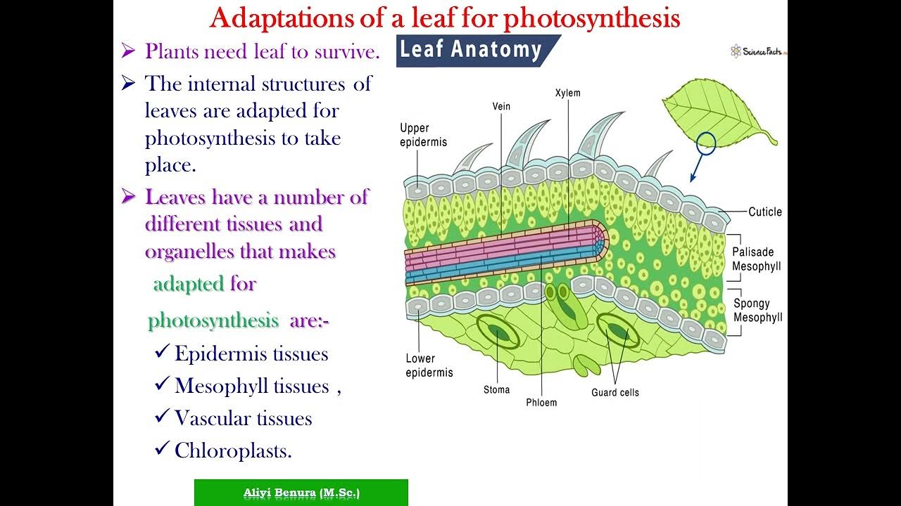 Biology Grade 10 Unit 4 Food Making and Growth in Plant Full Tutorial ...