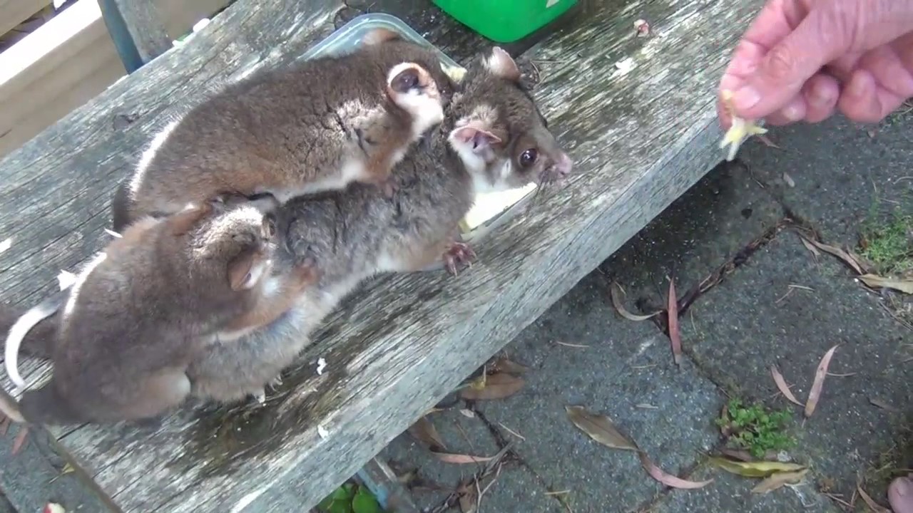 ringtail possums in distress 2016 - YouTube