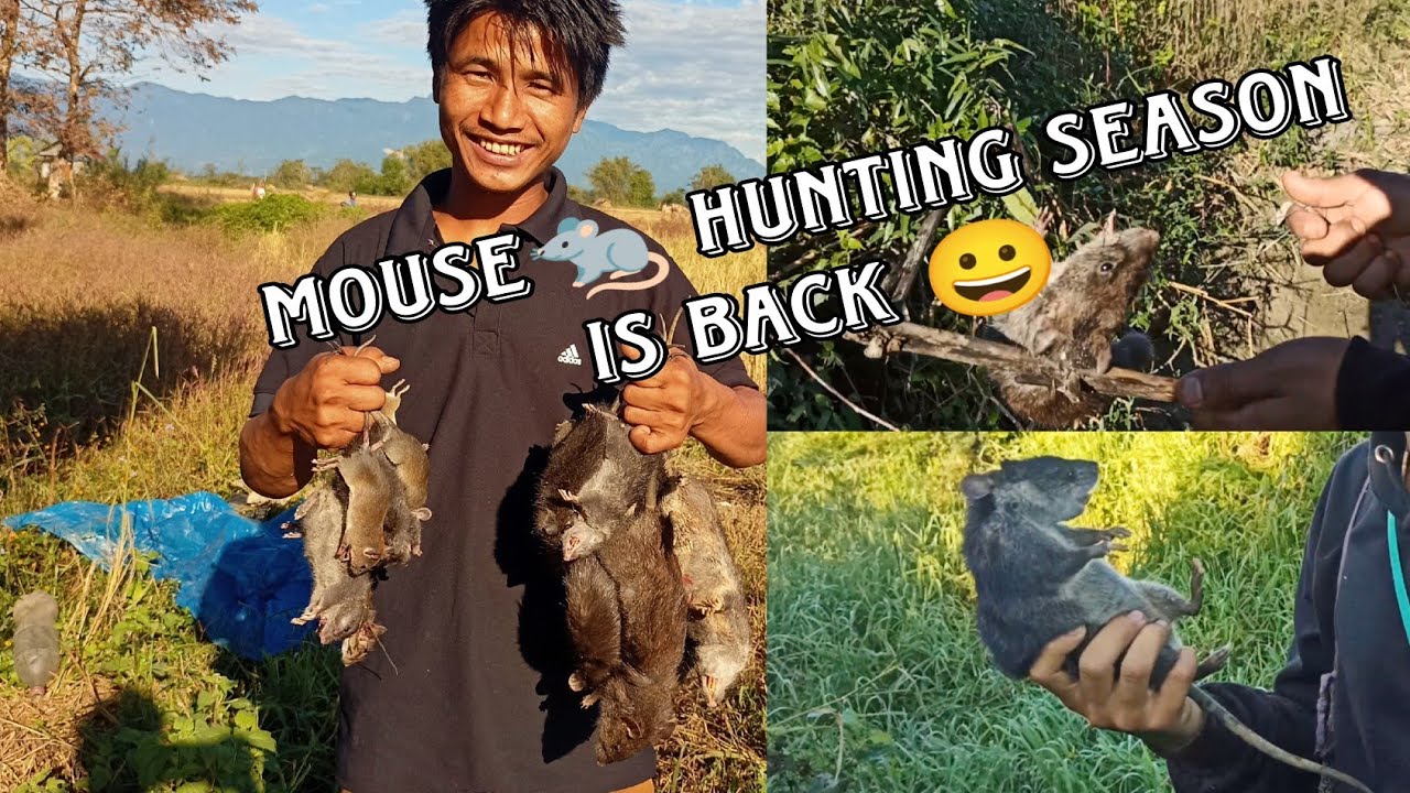 Rat hunting & catching by our traditional Rat trap in Arunachal Pradesh ...