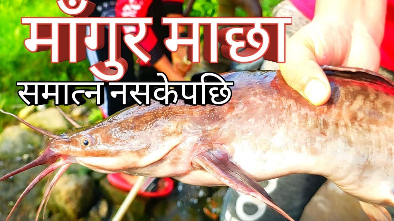 CUTTING CAT FISH EASILY , live mangur fish cutting Full HD 1080p ...