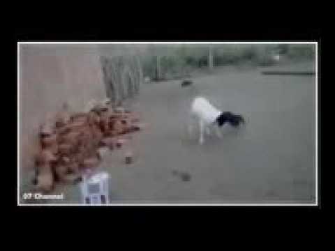Seruuuuuuuuuu abisAyam vs Kambing   Pertarungan Hewan Lucu dan Unik   Chicken and Goat Fight
