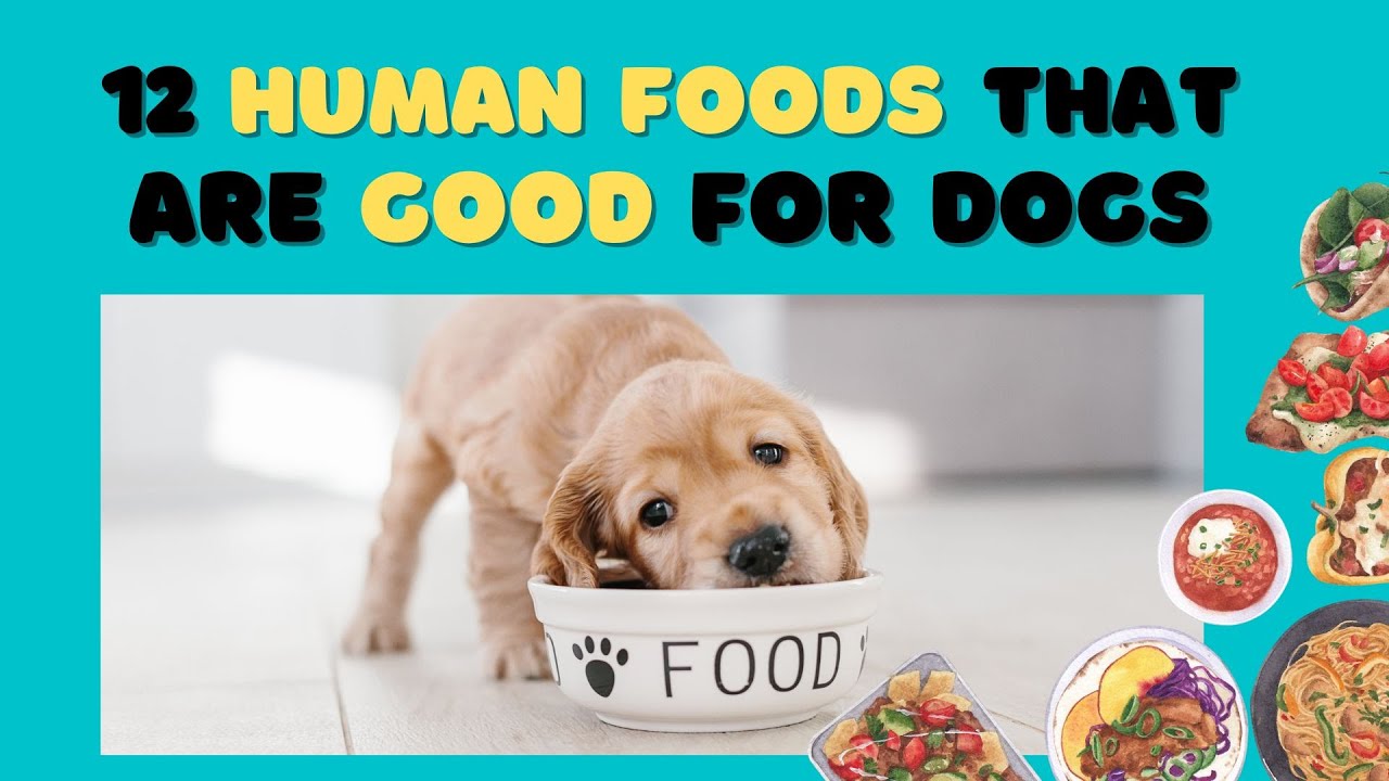 Mga PAGKAIN na PWEDE sa ASO | Dog Foods | Munting Kennel - YouTube