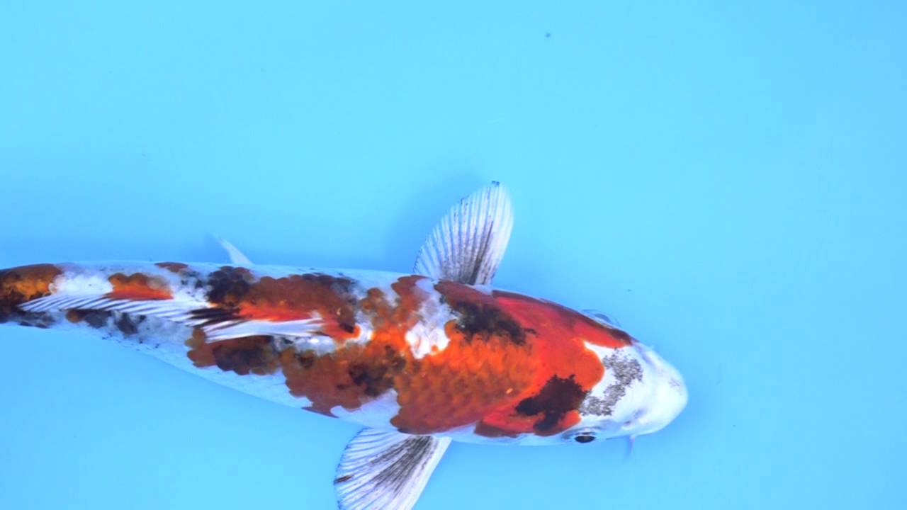 60306 20 - YouTube