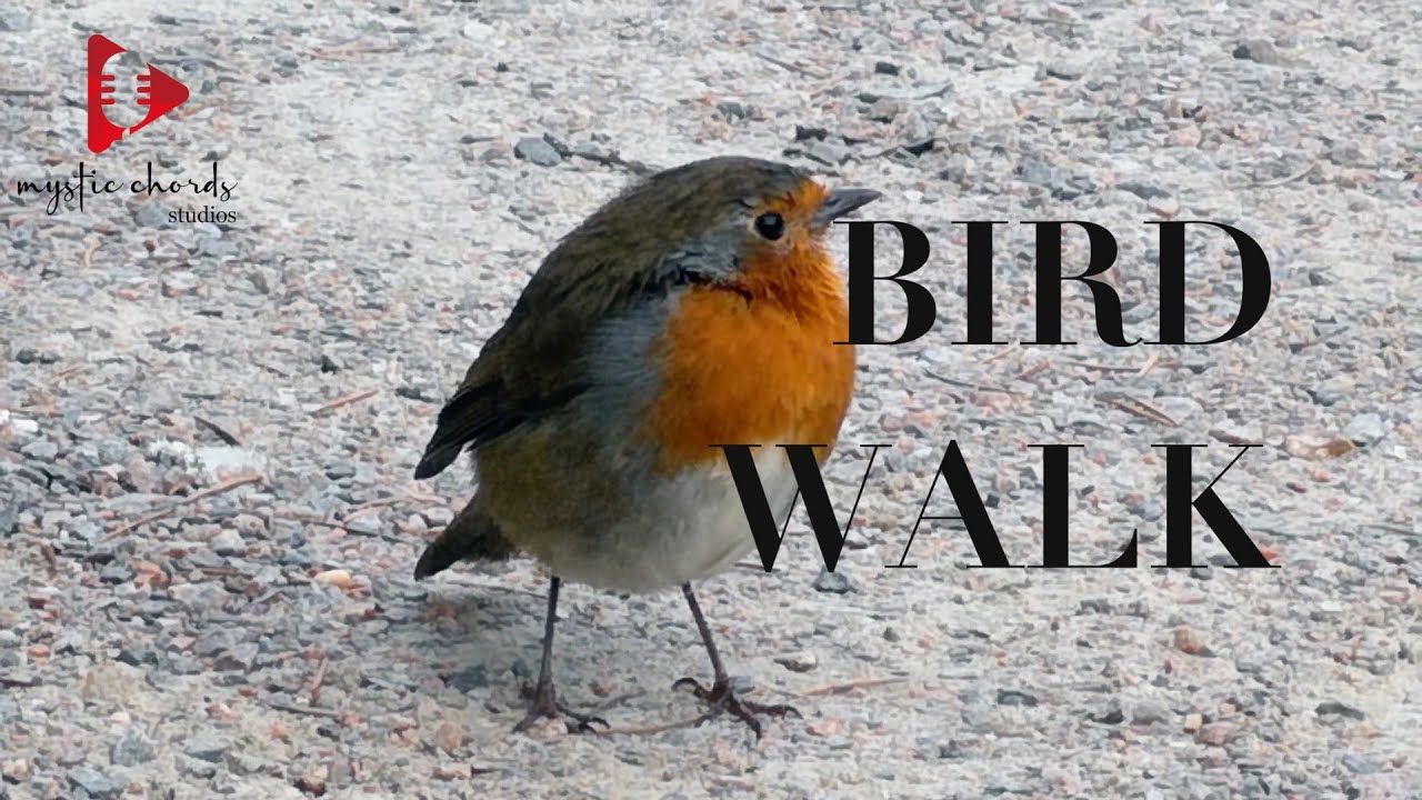 Bird's Walk | Birds Chirping & Walking Sounds | 30 Min Relaxing Nature ...