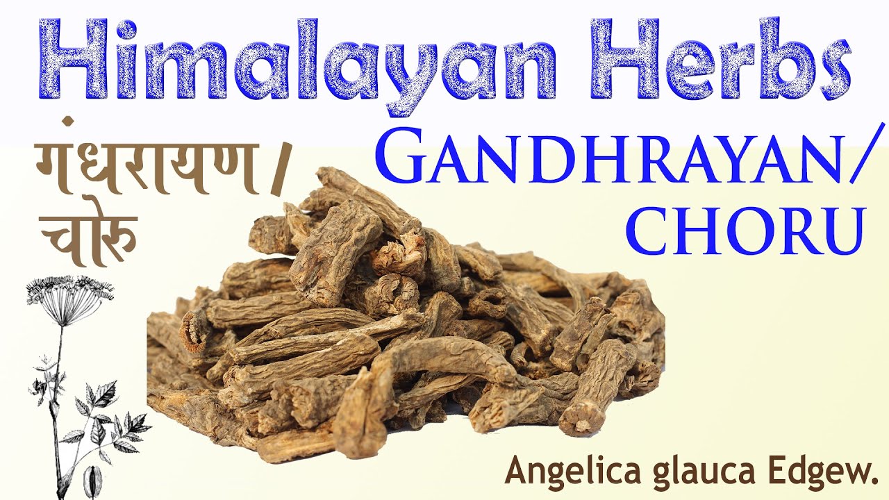 Himalayan Herbs - Gandrayan | Choru | Angelica glauca Edgew - YouTube