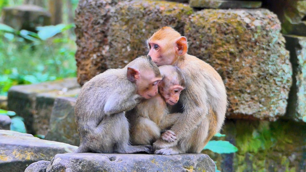 Rainbow, A Cute Baby Monkey, Hugging Her While She Looks Wonderful ...