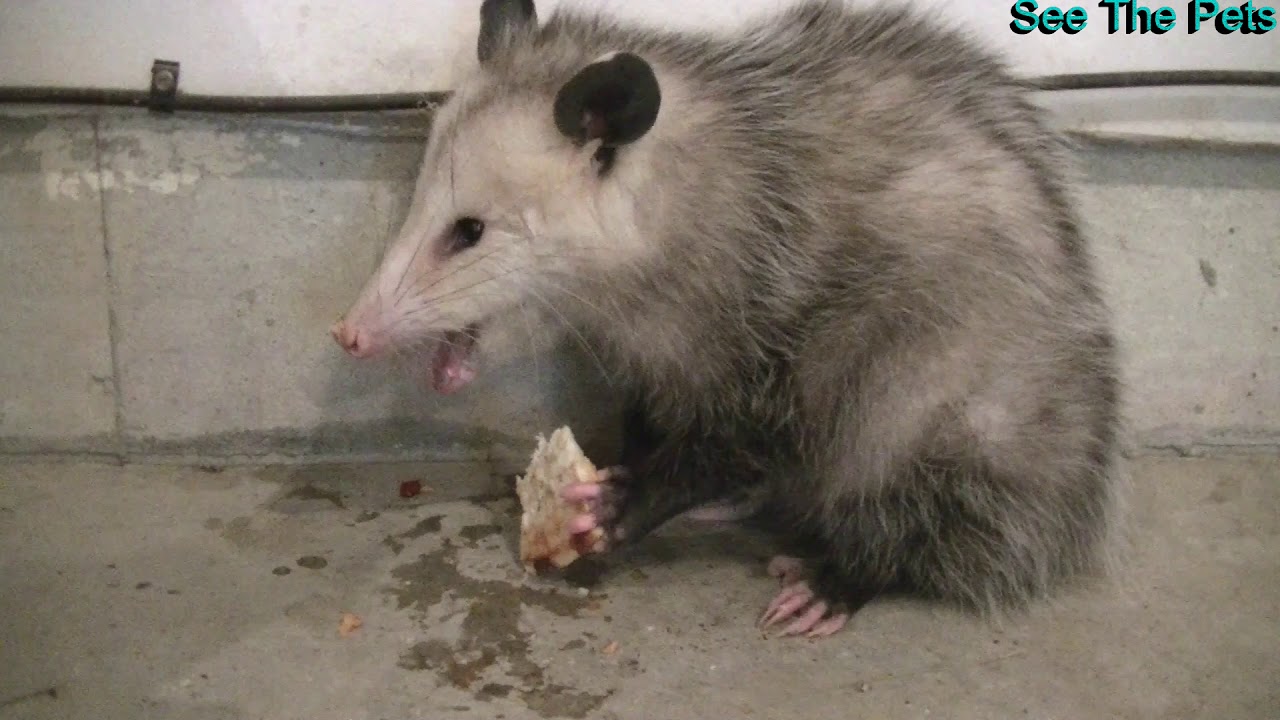 Opossum Eats Pizza For 14 Minutes - YouTube