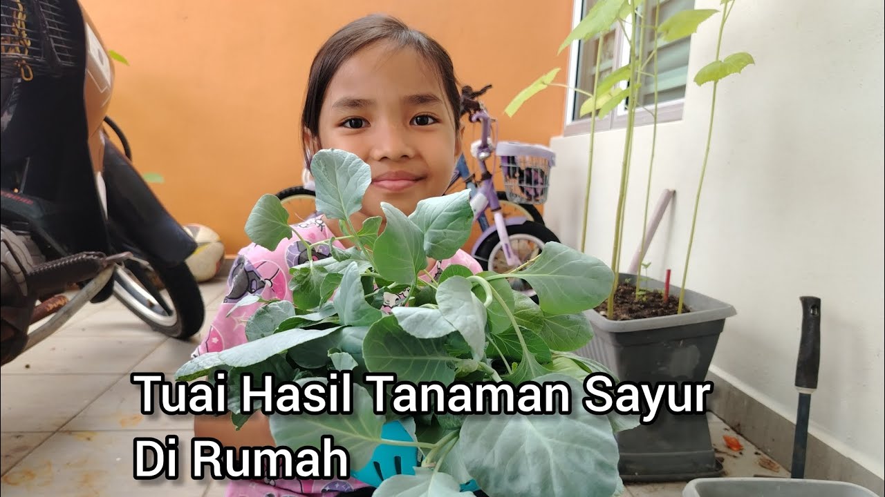 Rezeki Tuai Hasil Tanaman Sayur di Rumah. Ada Sayur Kailan dan bendi ...