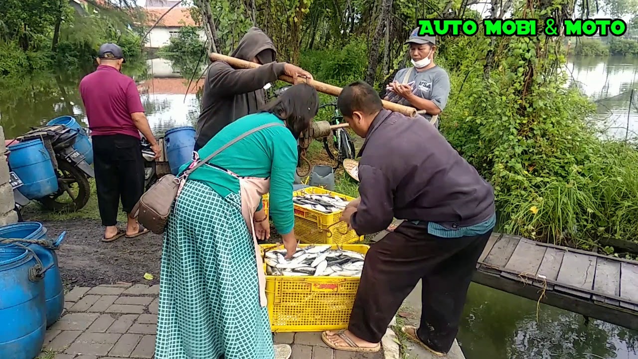 Panen ikan // Bandeng // di tambak - YouTube