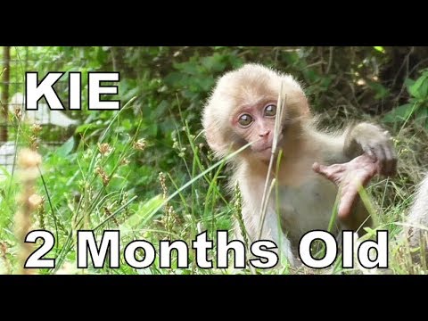 Mountain Monkey - Baby KIE - 2 Months Old - YouTube