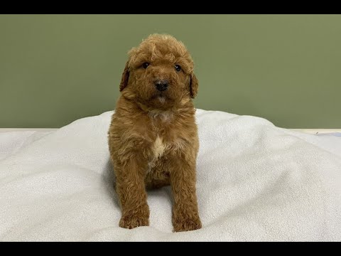 Cute Female Mini Groodle Puppy - YouTube