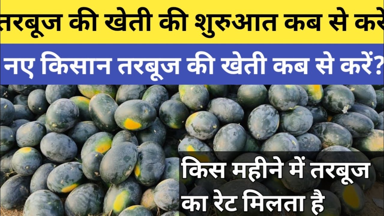 तरबूज की खेती कब करें कि मिलेगा अच्छा रेट Tarbooj ki kheti ...