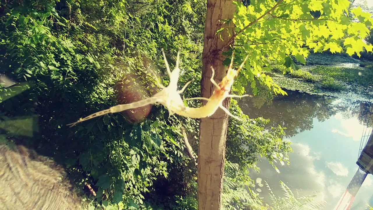 Mayfly Sheds It's Skin - YouTube