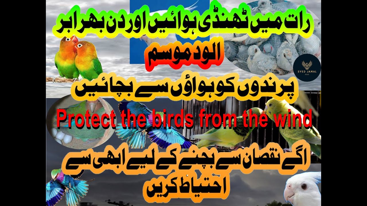 Protect the birds from the wind ! Take precautions to avoid further ...