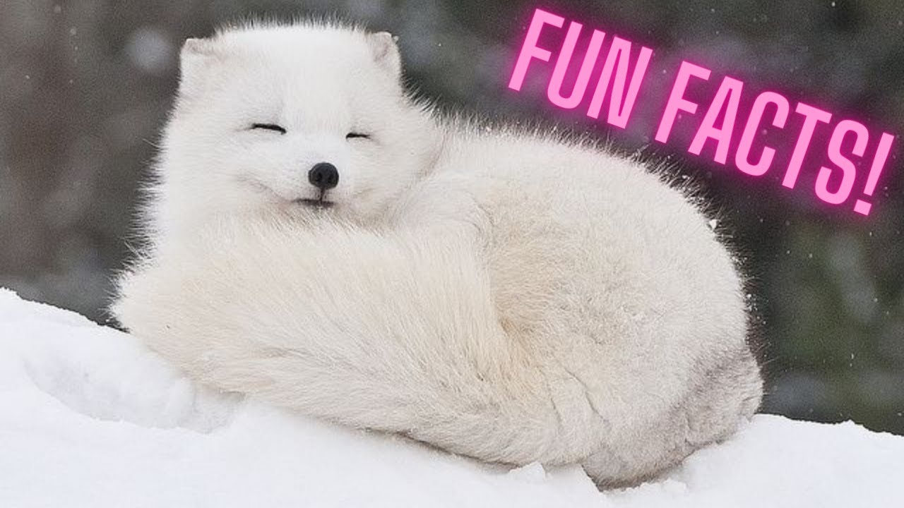 ARCTIC FOX | Animal Fun Facts | (For Kids) - YouTube