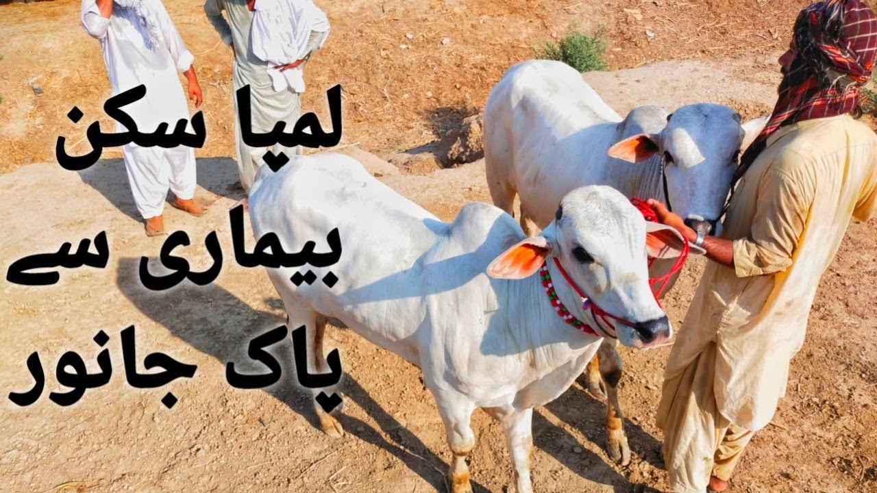 lumpa skin disease bull || point out the lumpa skin disease animal ...