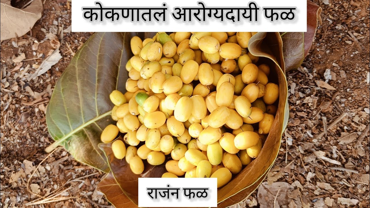 राजंन फळ/कोकणातील एक आरोग्यदायी फळ/rayan fruit/khirani fruit #raigad # ...