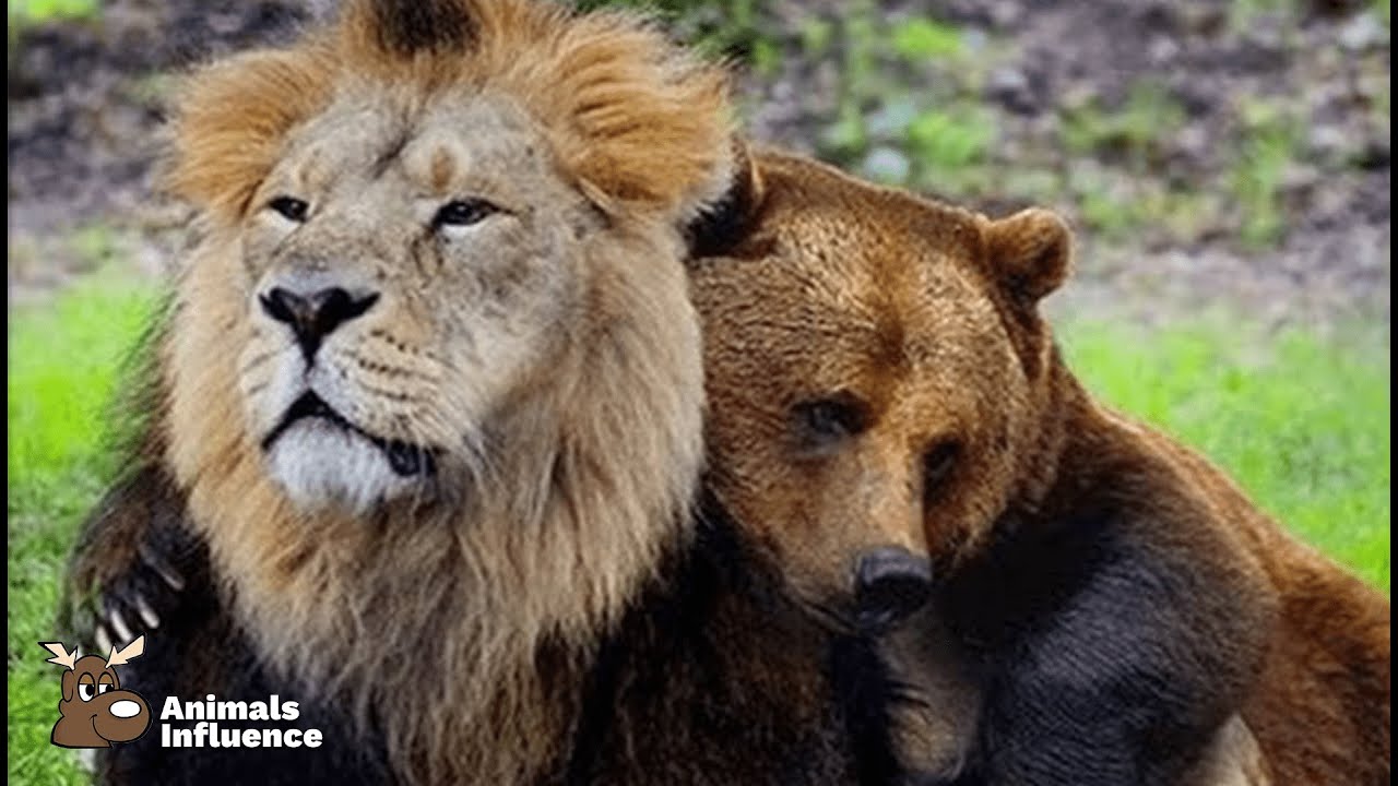 Most Amazing Animal Friendships of Animals Influence - YouTube