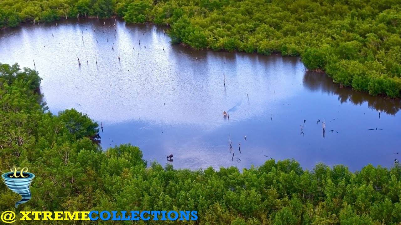 Akanda National Park in Libreville‎, Gabon - YouTube