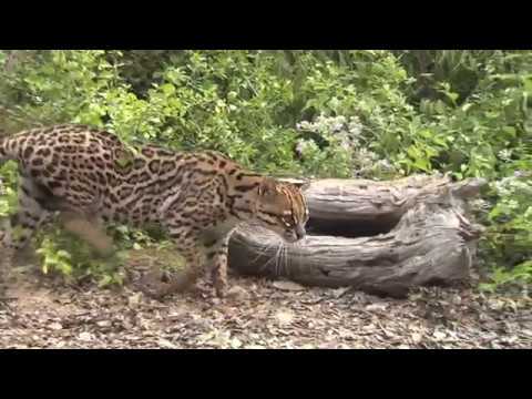 Rio Grande Valley, Wildlife Corridor - YouTube