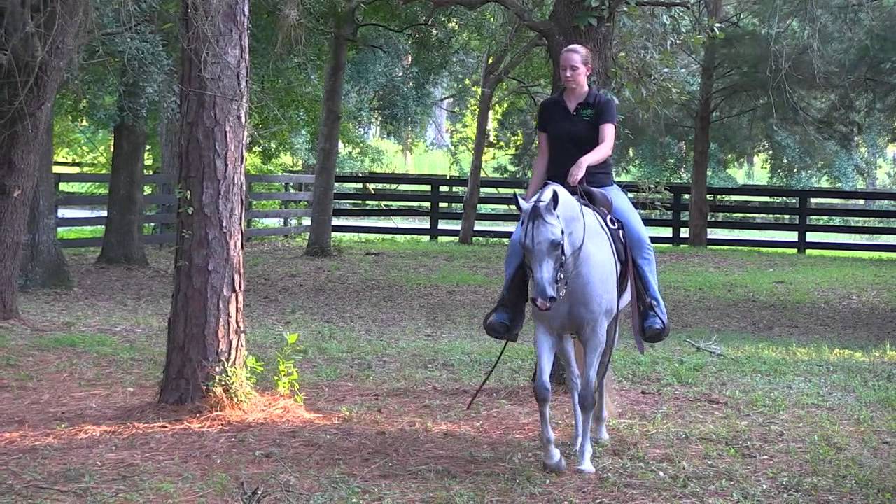 Man inthe Moon PCP - 2009 Arabian Gelding - YouTube