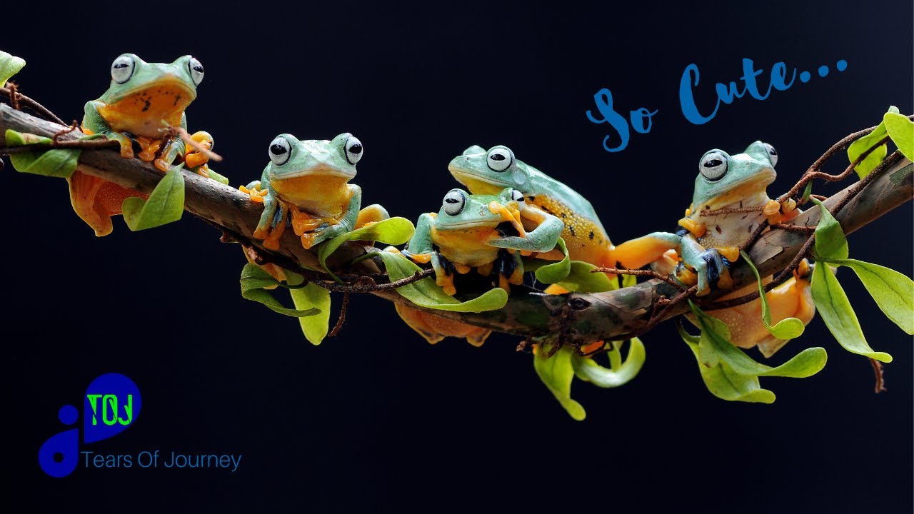 Maybe you don't know this VERY SPECIAL FROG. So MESMERIZING - YouTube