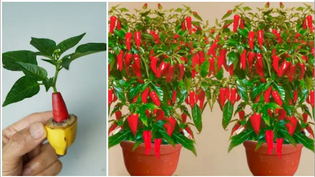 Unique method propagate chilli tree with banana fruit,how to grow fast ...