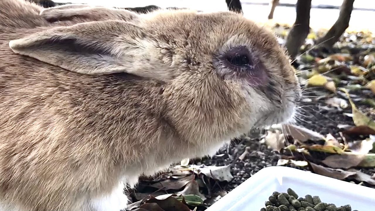 Rabbit with a scar on its face and sneezing - YouTube