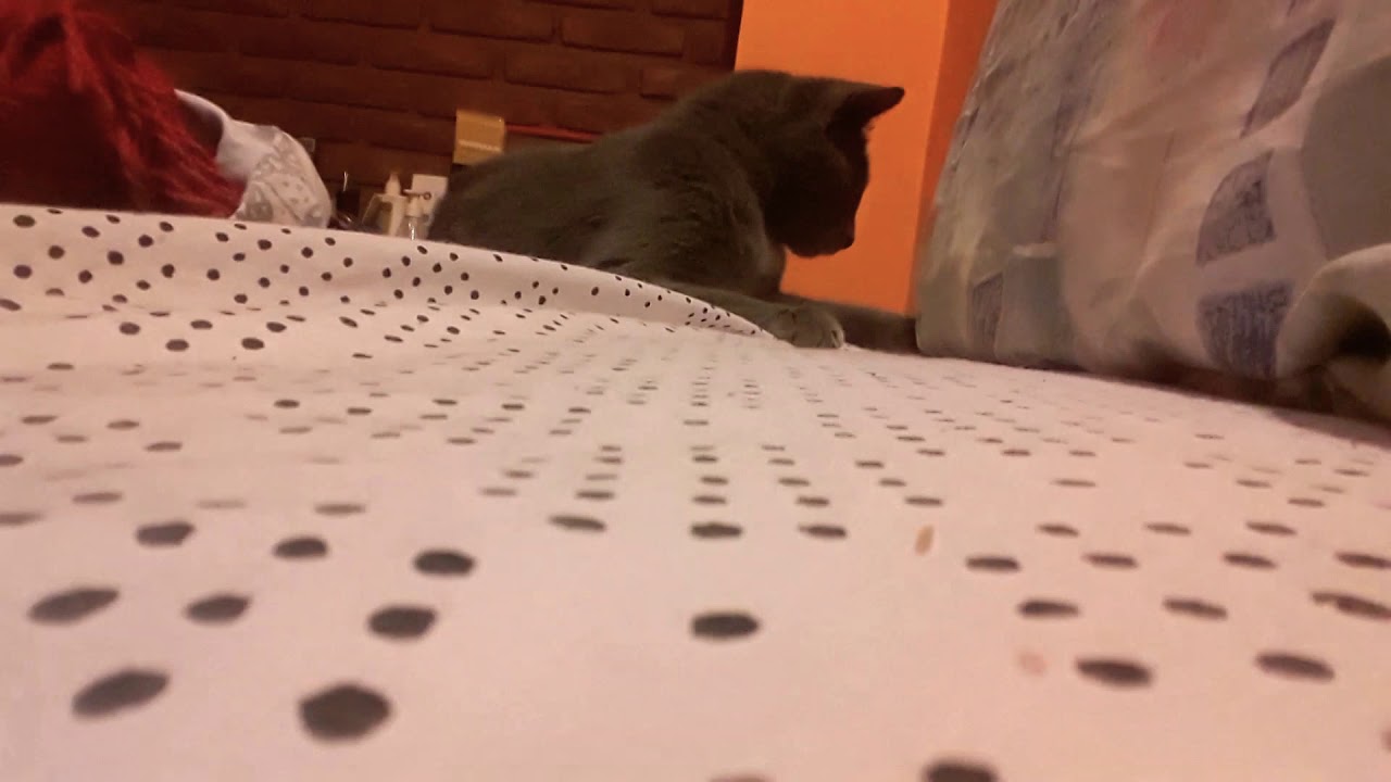 La pantera gris mas linda del mundo - YouTube