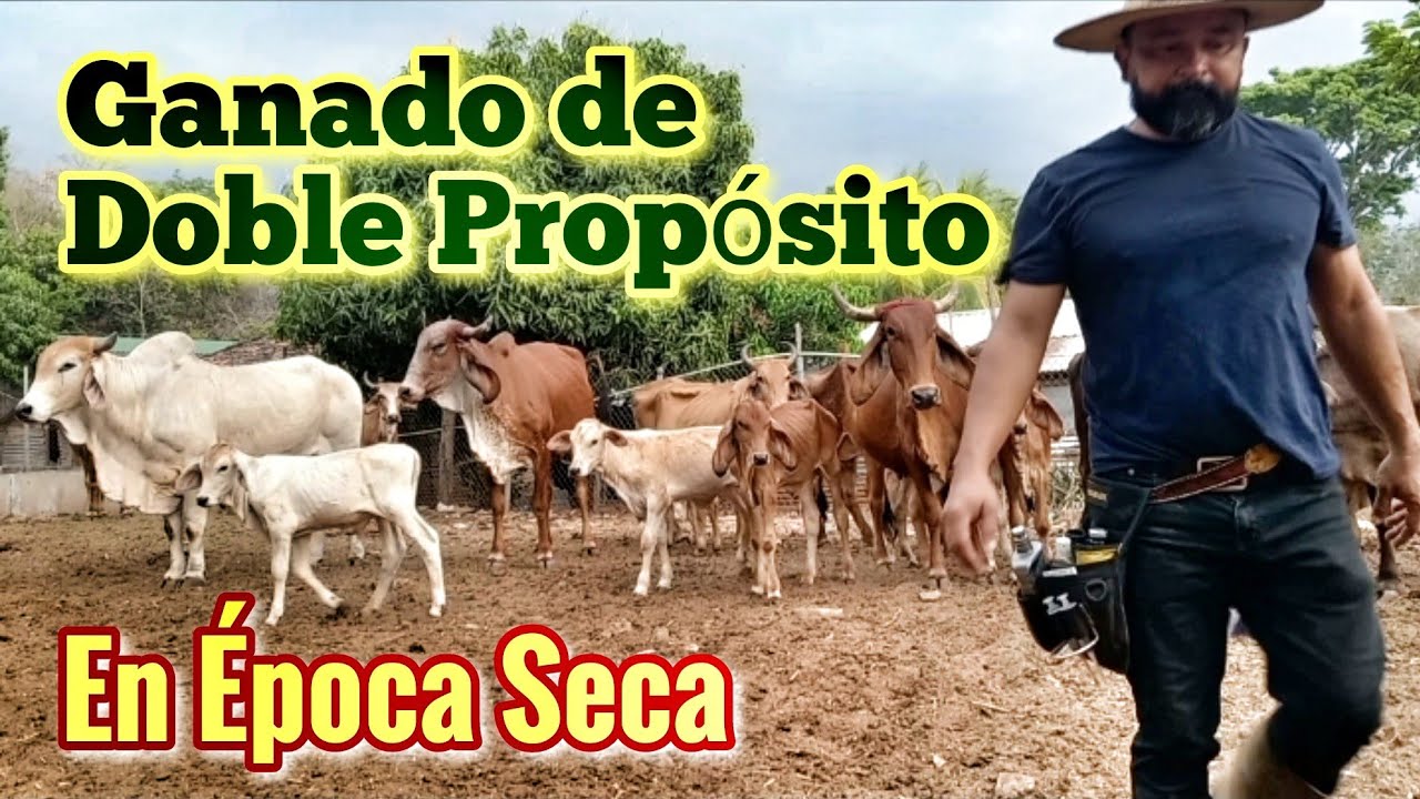 Ganado de Doble Propósito en Época Seca - YouTube