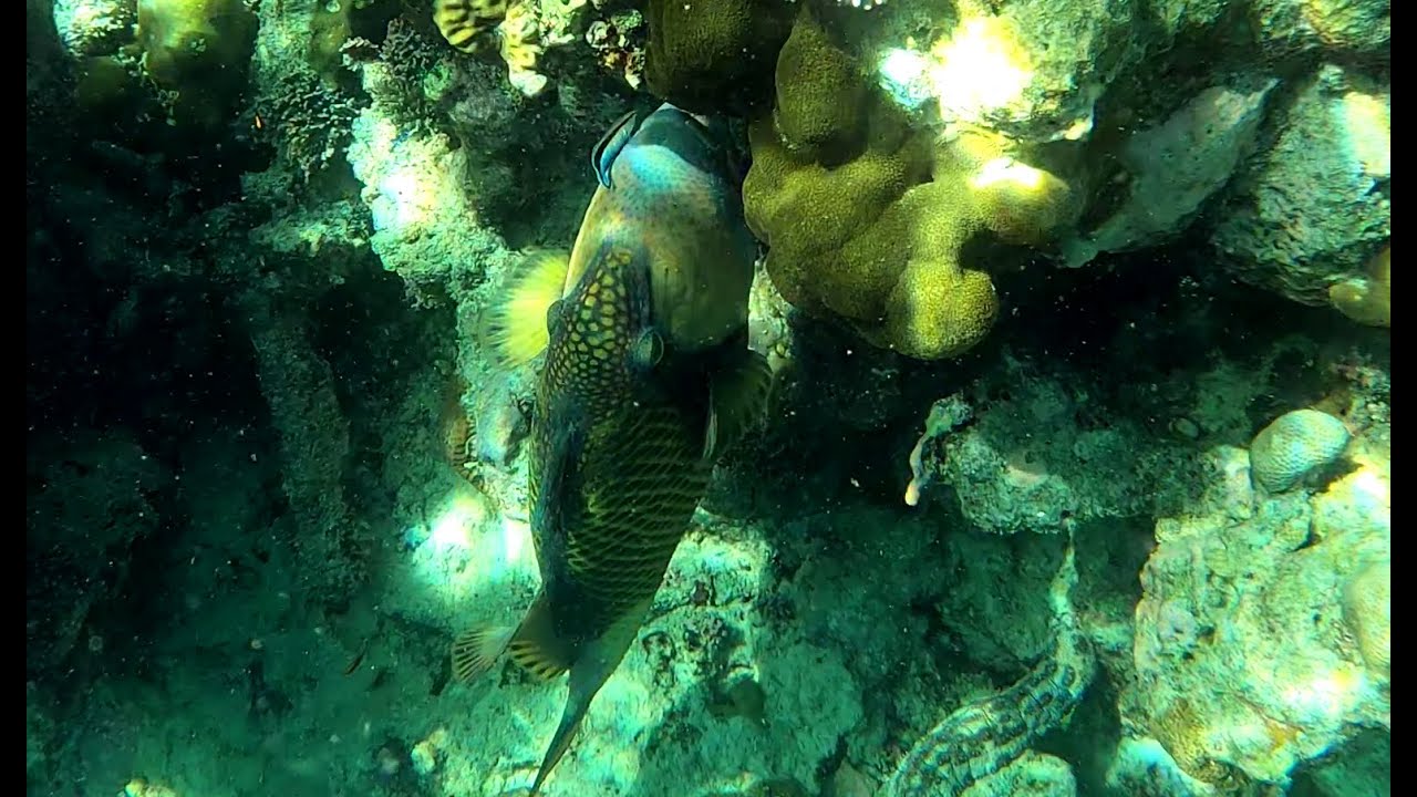 Cleaning station for Titan triggerfish Pulizie al Balestra Titano ...