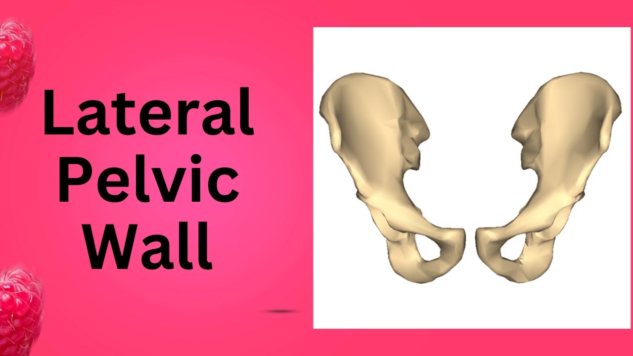 Lateral pelvic wall | | Pelvic wall Part 4 - YouTube