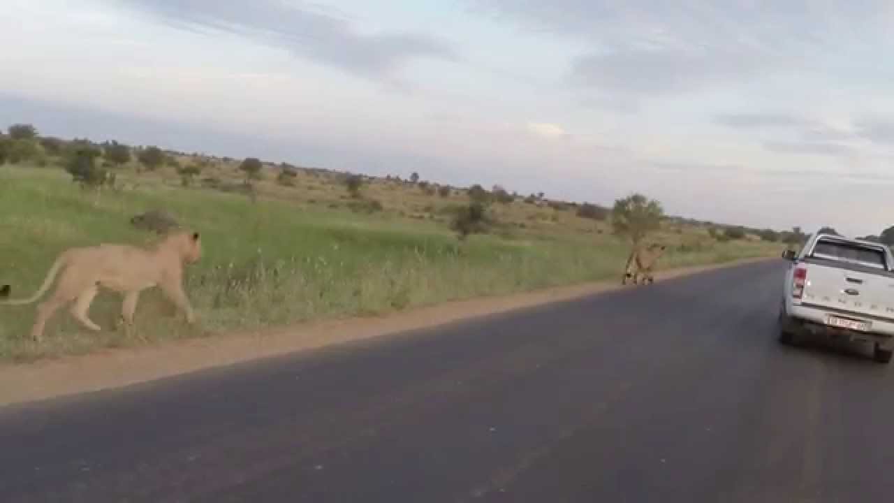 Africa Lions chase Hyena March 2015 Kruger Park - YouTube