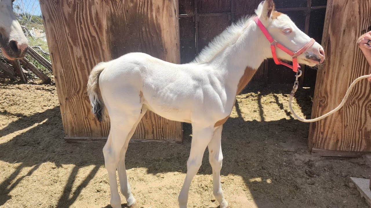 Spirit APHA Stud Colt / Halter Training With A Five Day Old Foal - YouTube