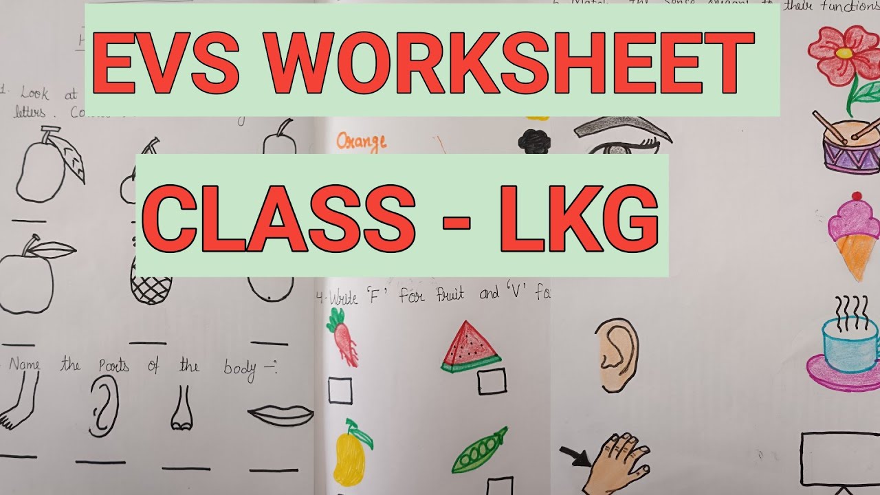 EVS Worksheet For Class LKG | EVS Worksheet | Class LKG Worksheet ...