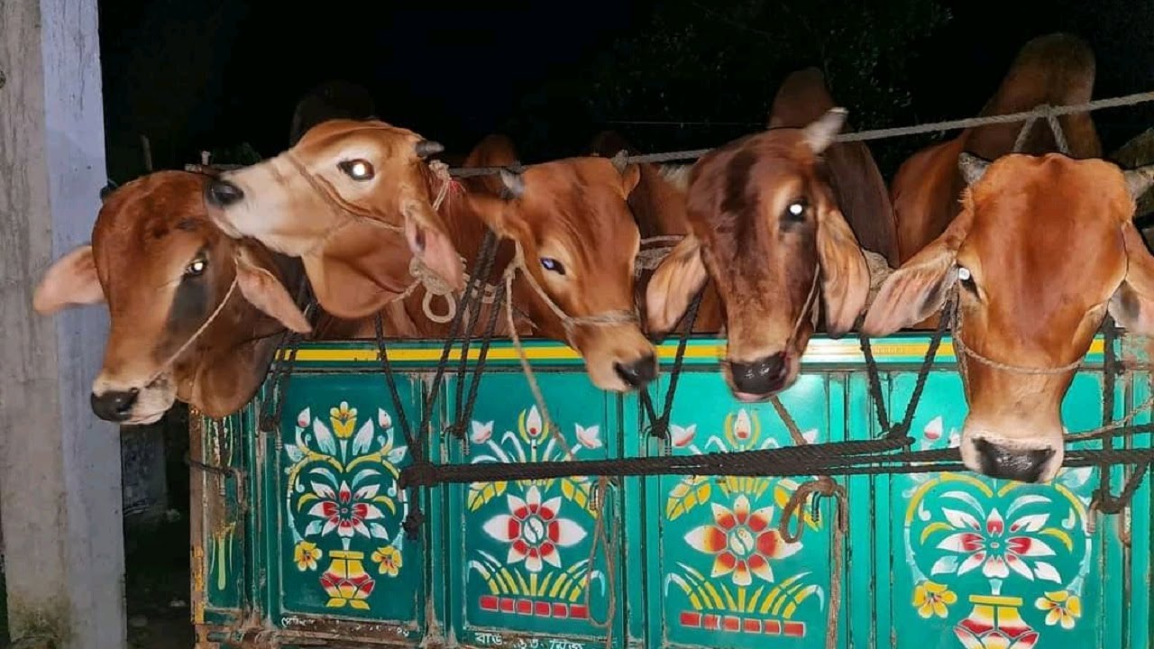 Unloading Cows from Truck Bosila Gorur Haat 2021 । ট্রাক থেকে গরু ...