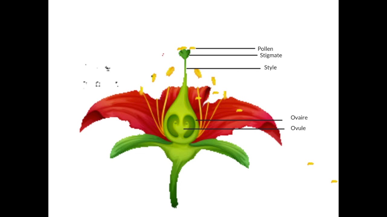 La pollinisation et la fécondation chez les plantes à fleurs - YouTube