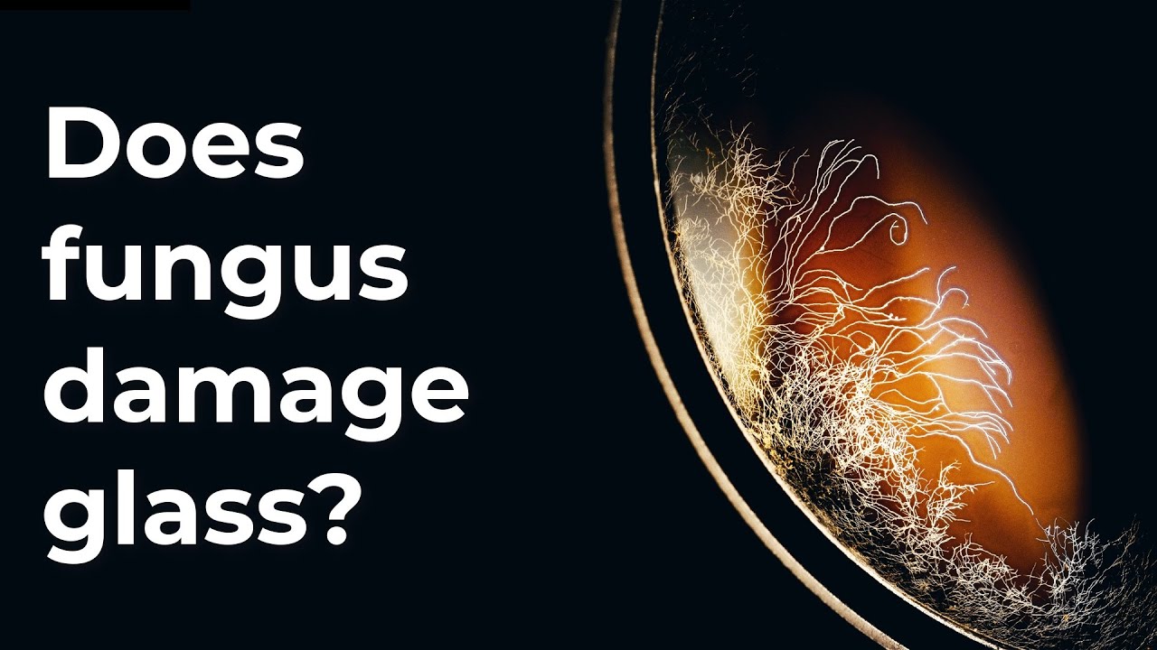Does fungus damage glass? - YouTube