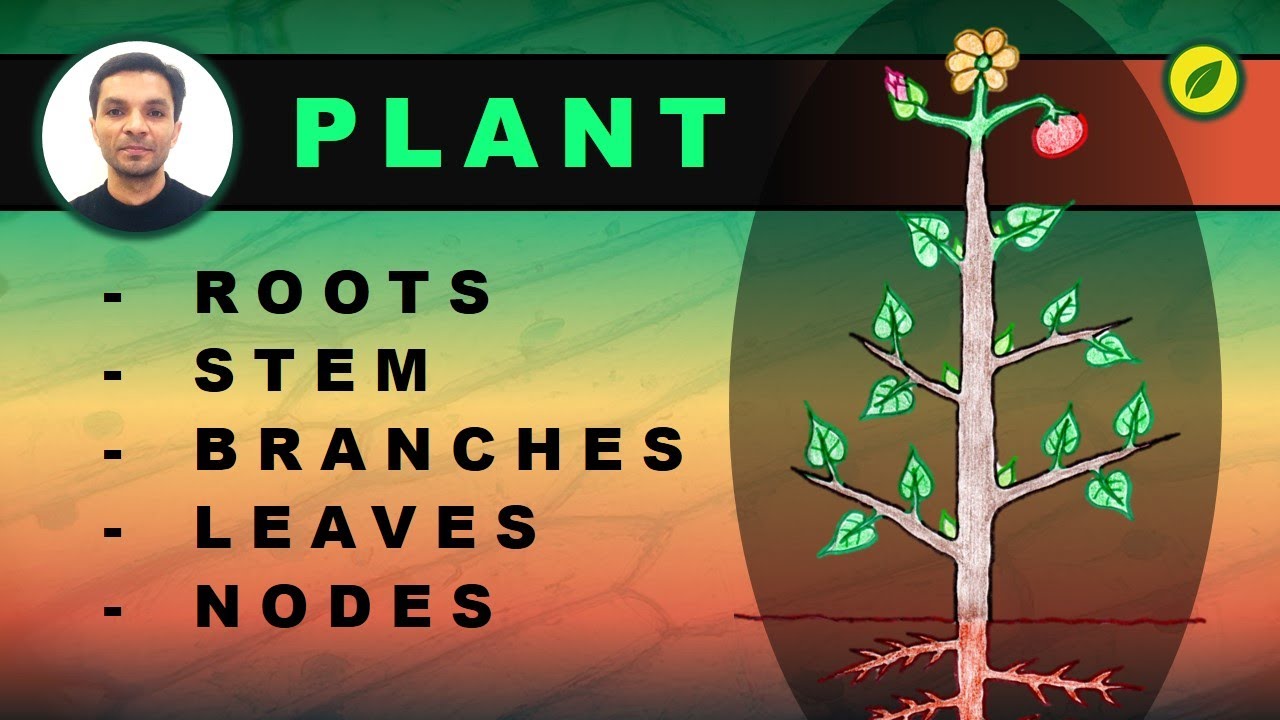 Class 6 Chapter 7 Getting to Know Plants : Topic 2 - PLANTS | CBSE ...