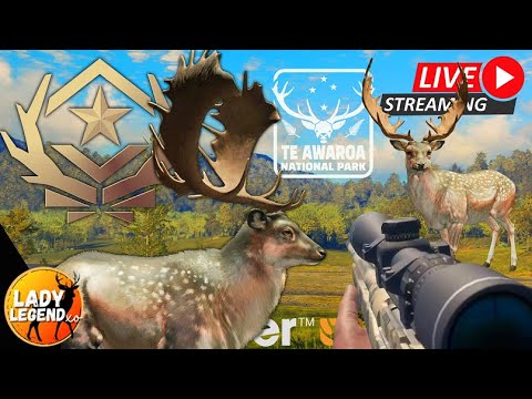 GREAT ONE FALLOW #1 is ON THE MAP!!! LIVE with Lady!!! - YouTube