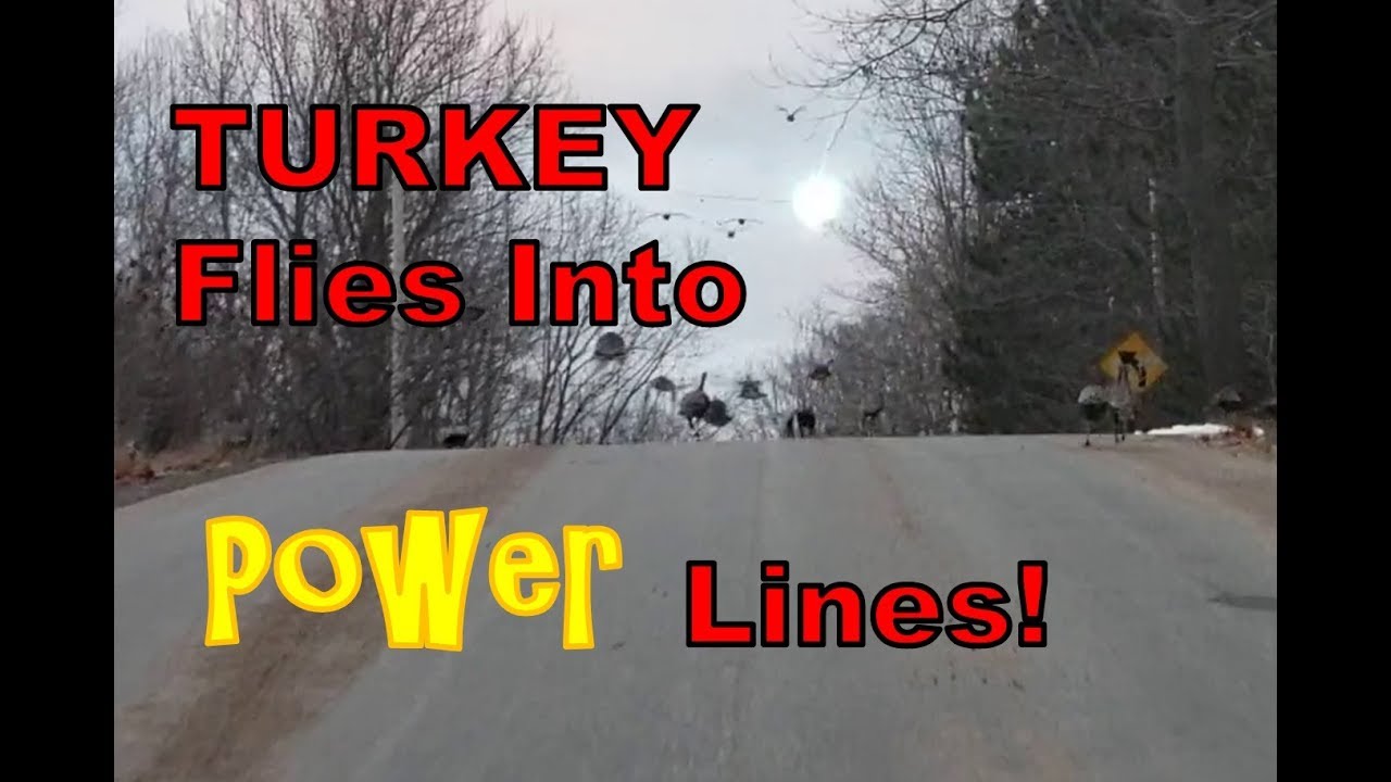 Wild Turkey Flies Into Power Line - YouTube