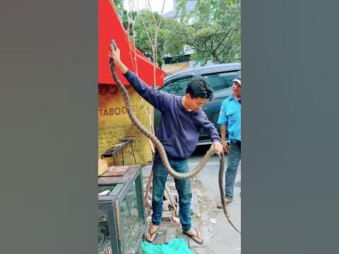 King cobra eating | King cobra snake eating | Snake eating - YouTube