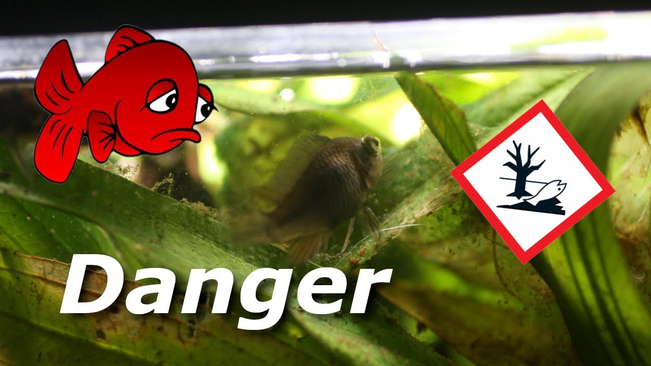 TUBERCULOSE DES POISSONS-Mycobacterium marinum - YouTube