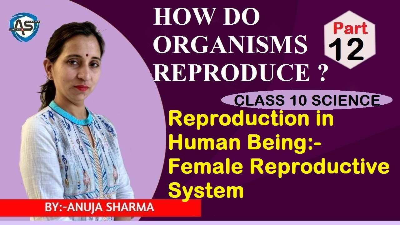 HOW DO ORGANISMS REPRODUCE - REPRODUCTION IN HUMAN BEING (FEMALE ...
