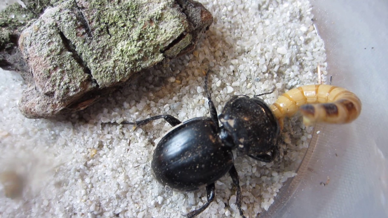 Warrior Beetle ( Pasimachus sp ) Eating a superworm - YouTube