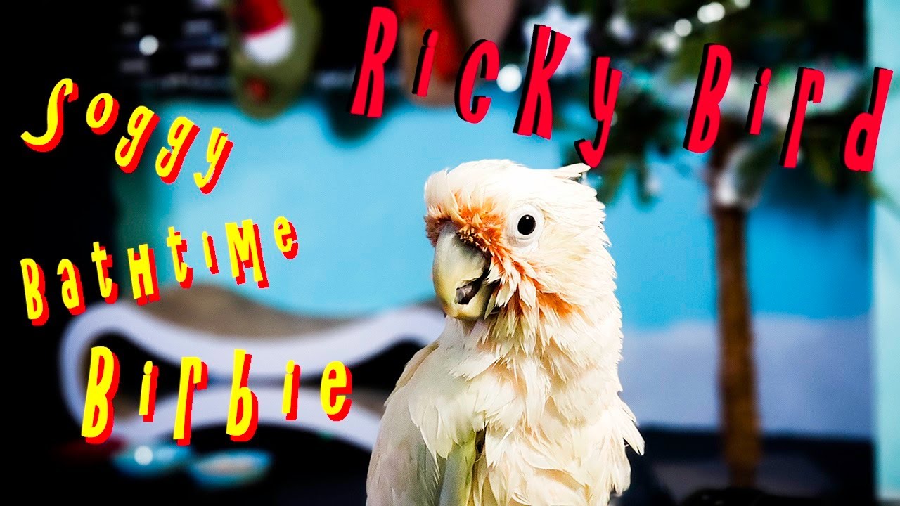 Ricky Bird - Bathtime, Snoozes, and Snacks - YouTube